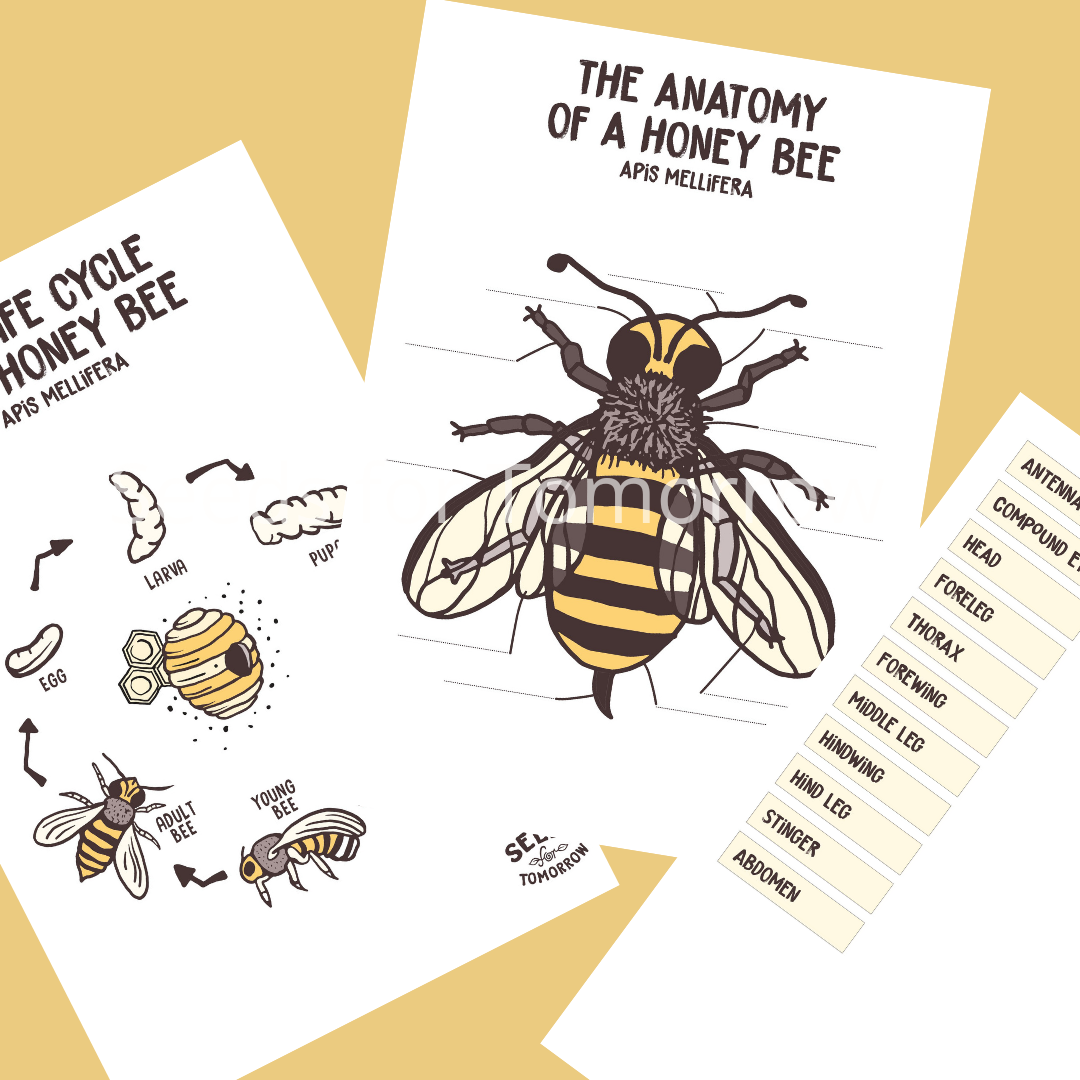 Life Cycle of the Honey Bee - Downloadable